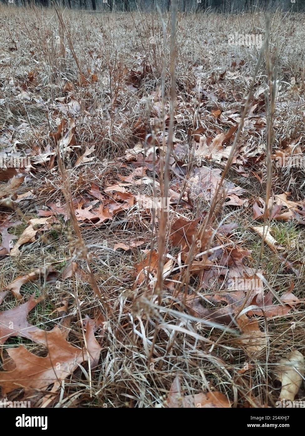 bluestems, lemon grasses, silvergrasses, and allies (Andropogoneae ...
