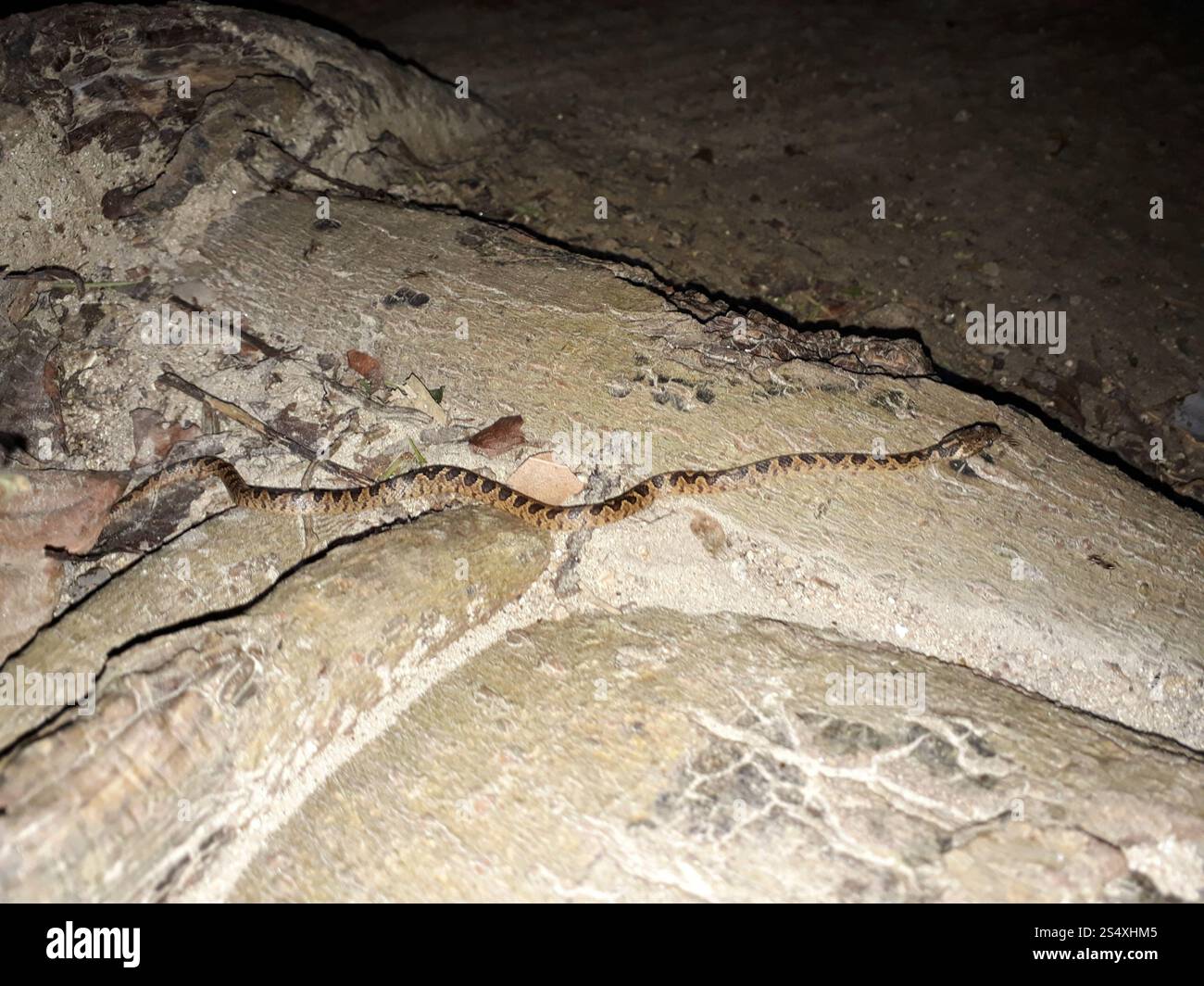 Ashmead's Banded Cat-eyed Snake (Leptodeira ashmeadii Stock Photo - Alamy