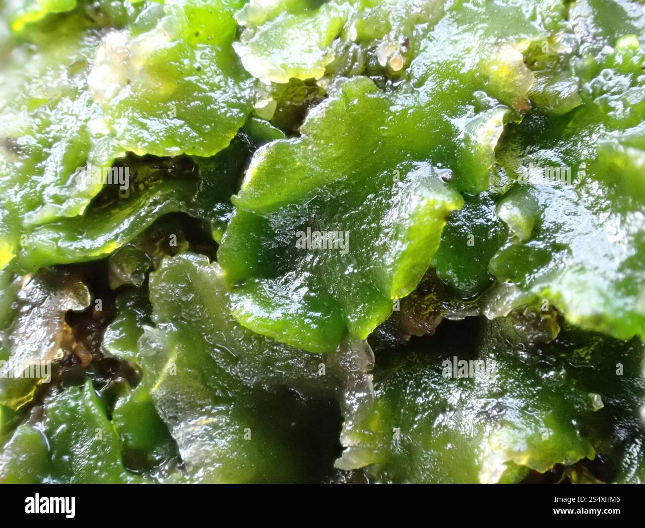 greasewort (Aneura pinguis Stock Photo - Alamy