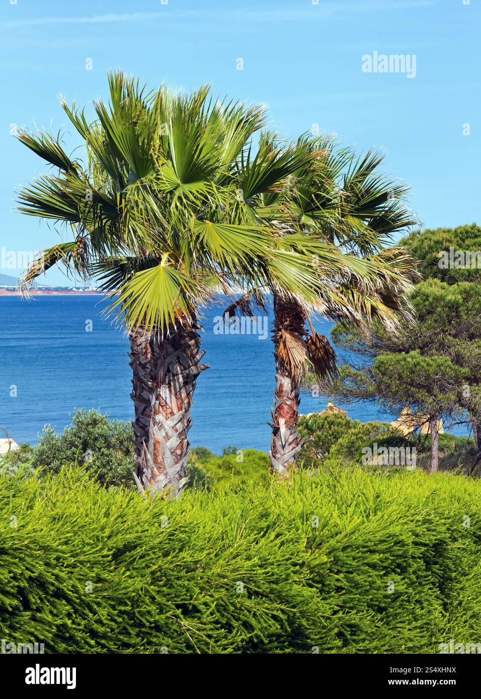 Palm tree on ocean shore on sky and water background Stock Photo - Alamy