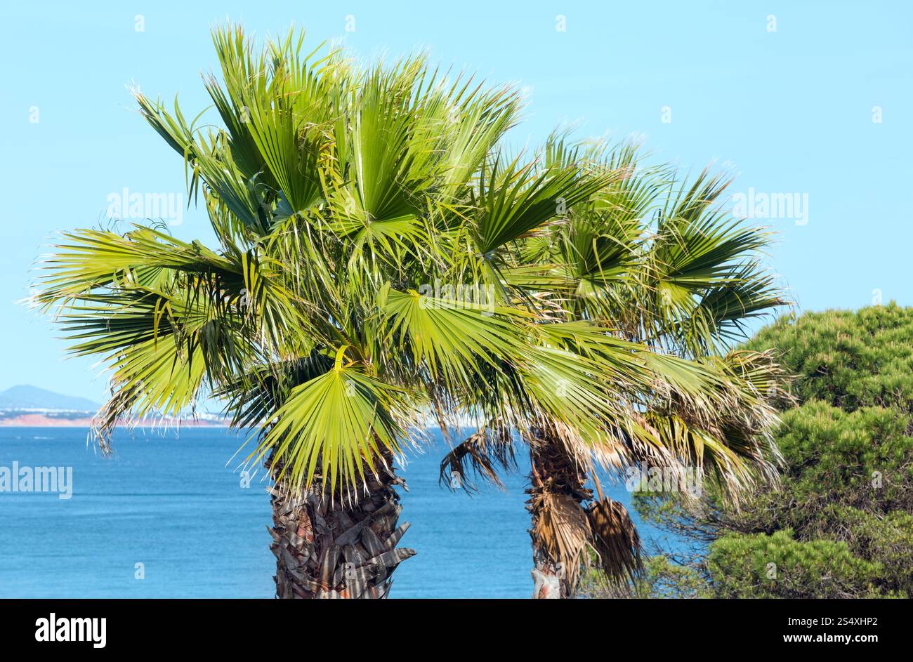 Palm tree on ocean shore on sky and water background Stock Photo - Alamy