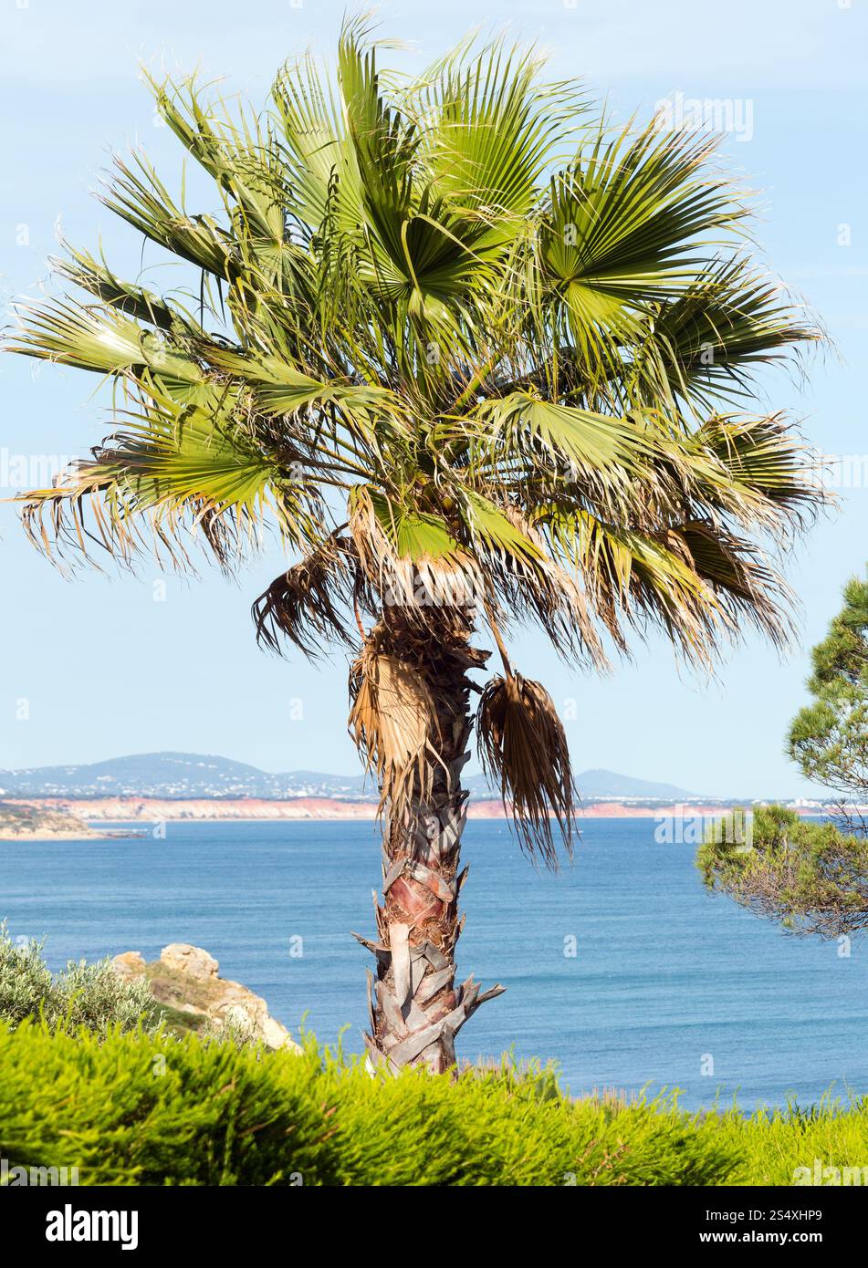Palm tree on ocean shore on sky and water background Stock Photo - Alamy