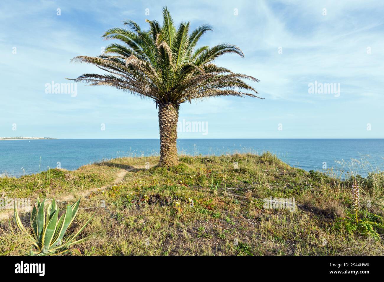 Palm tree on ocean shore on sky and water background Stock Photo - Alamy