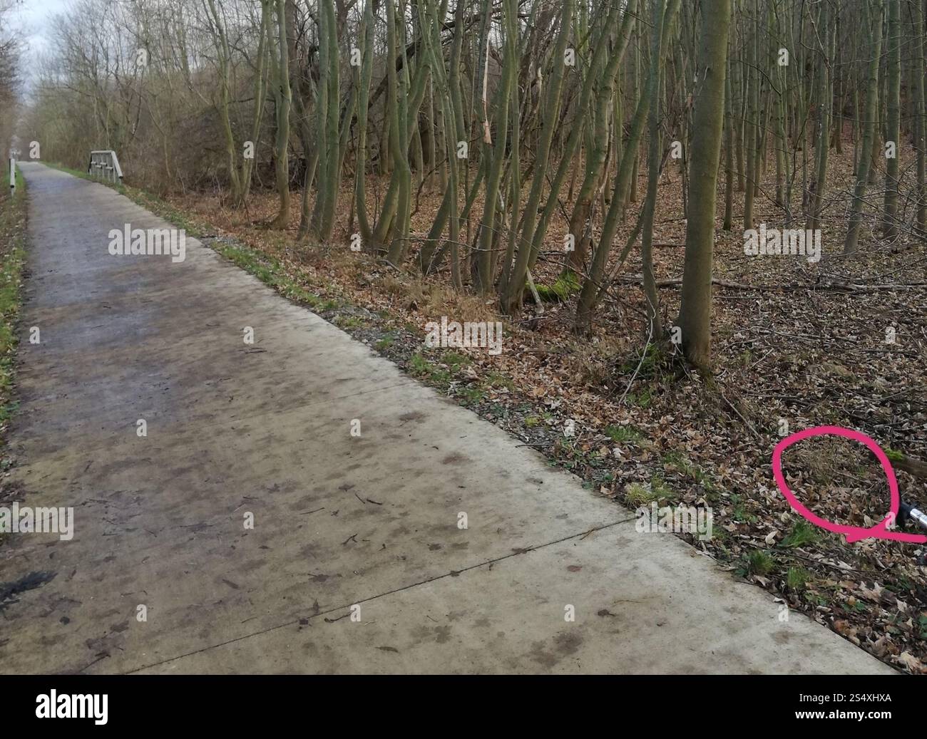 Spotted Keeled Slug (Tandonia rustica Stock Photo - Alamy