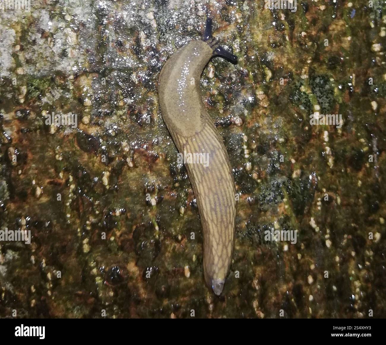 Spanish Slug (Arion vulgaris Stock Photo - Alamy