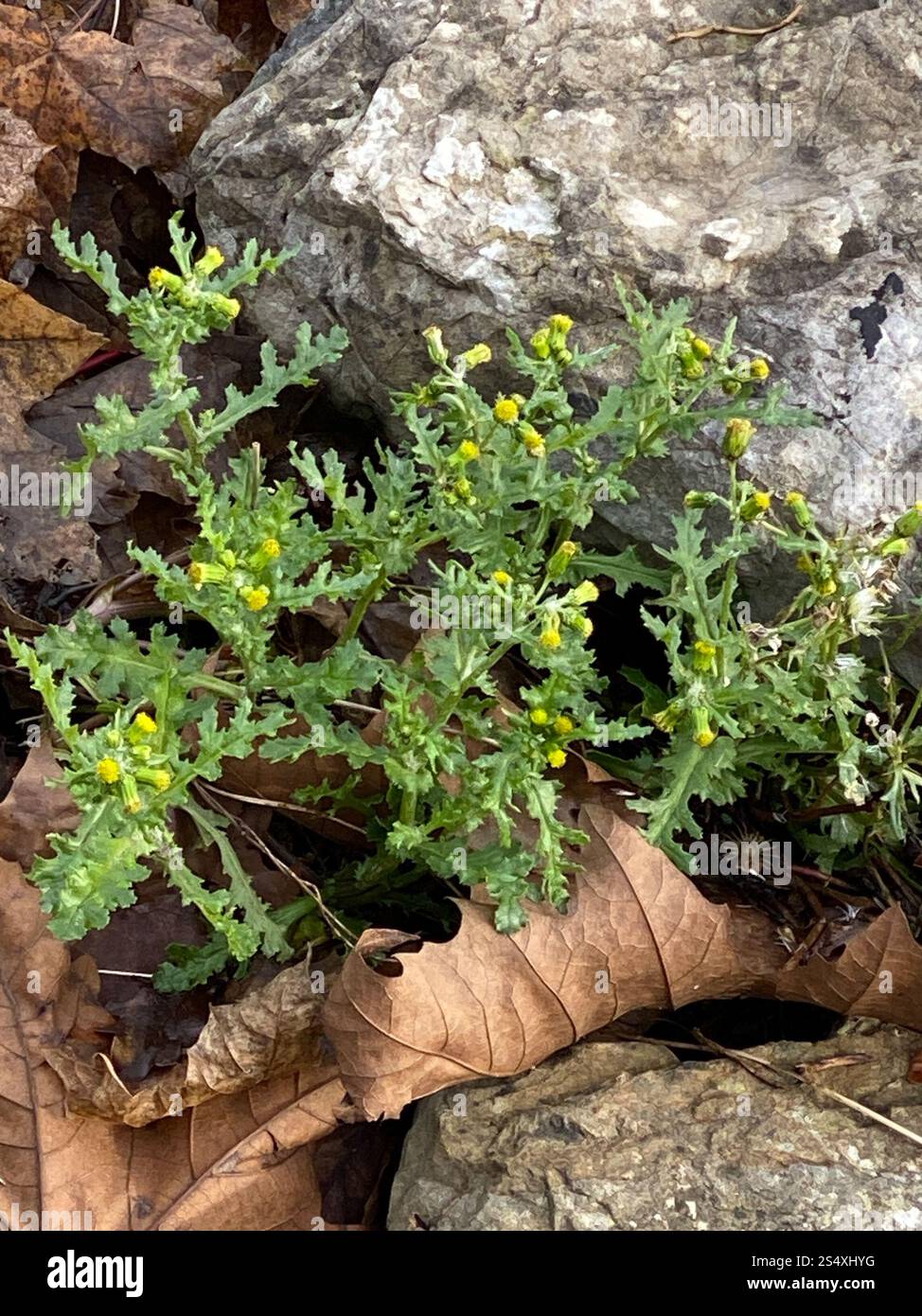 common groundsel (Senecio vulgaris Stock Photo - Alamy