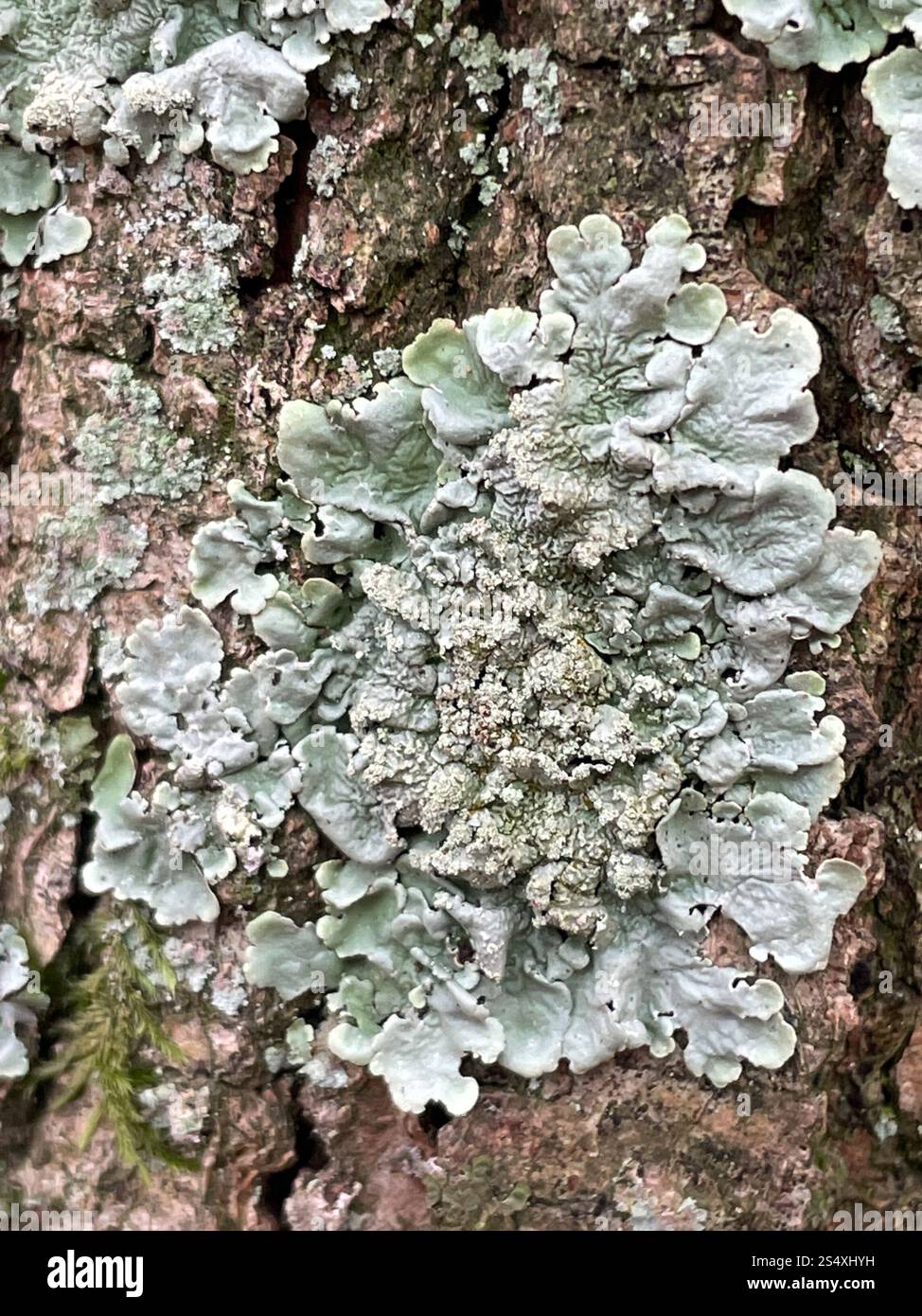 common greenshield lichen (Flavoparmelia caperata Stock Photo - Alamy