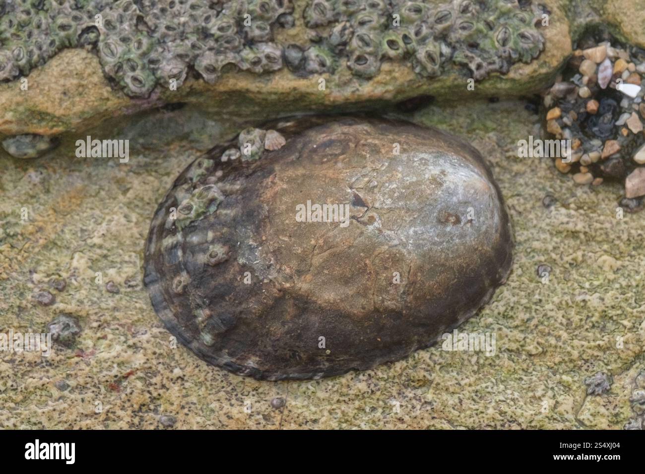 Owl Limpet (Lottia gigantea Stock Photo - Alamy