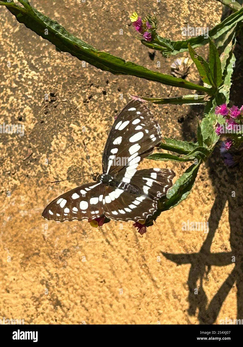 Common Sergeant (Athyma perius Stock Photo - Alamy