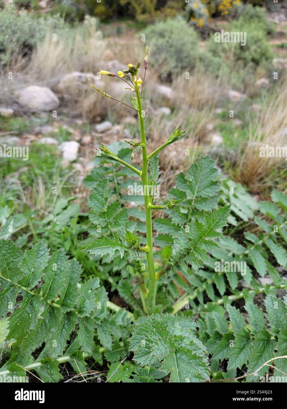 Saharan Mustard (Brassica tournefortii Stock Photo - Alamy
