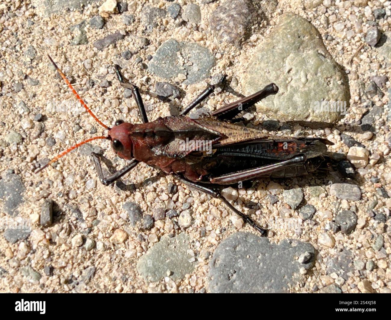 Horse Lubbers (Romalea Stock Photo - Alamy