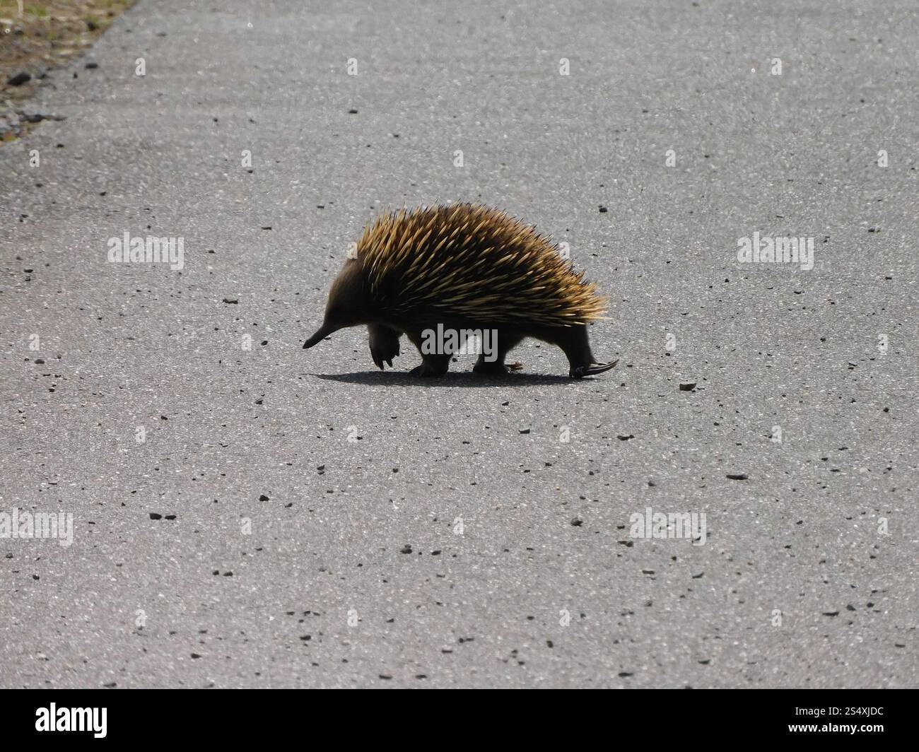 Tasmanian Echidna (Tachyglossus aculeatus setosus Stock Photo - Alamy