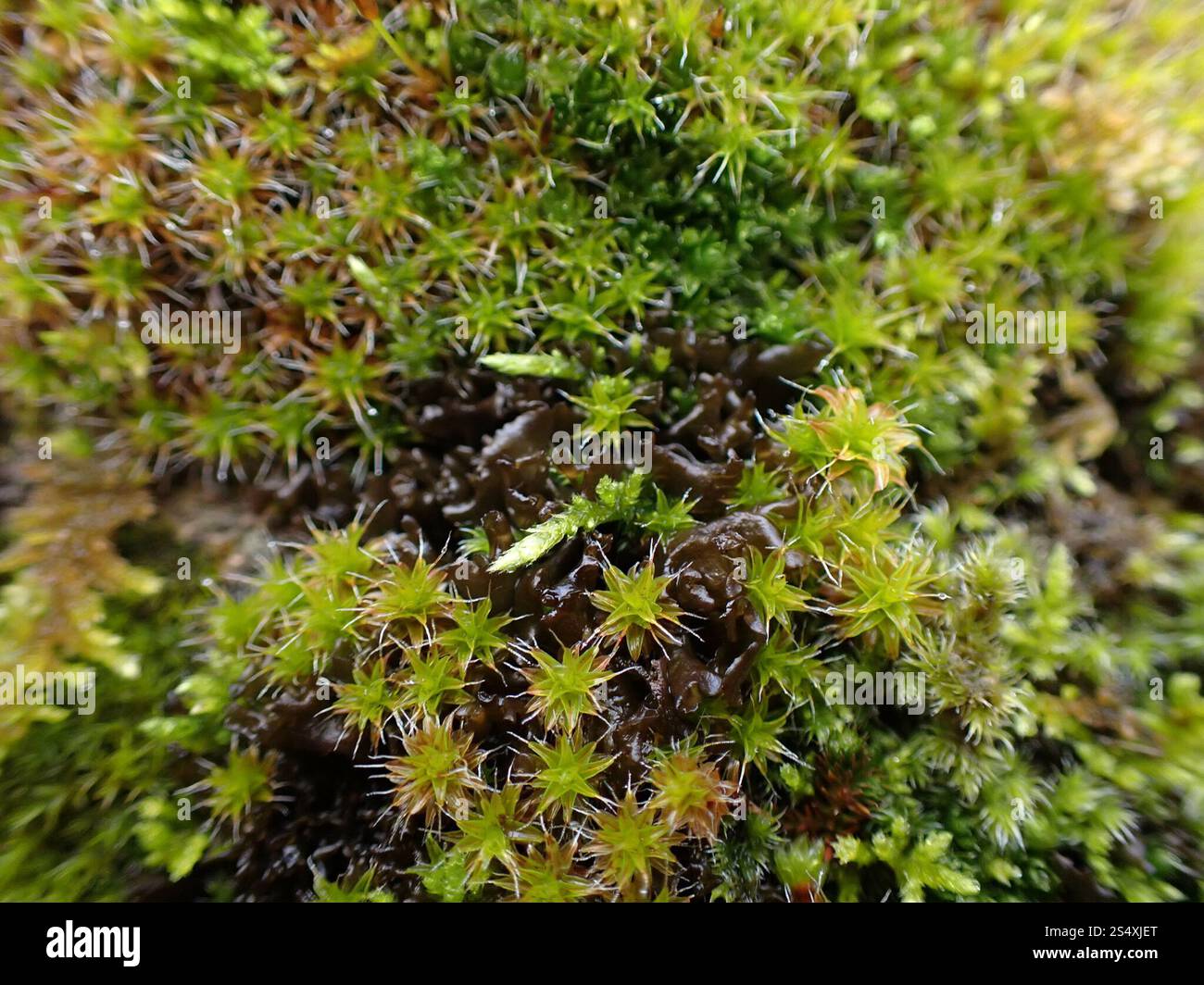Antlered Jellyskin Lichen (Scytinium palmatum Stock Photo - Alamy