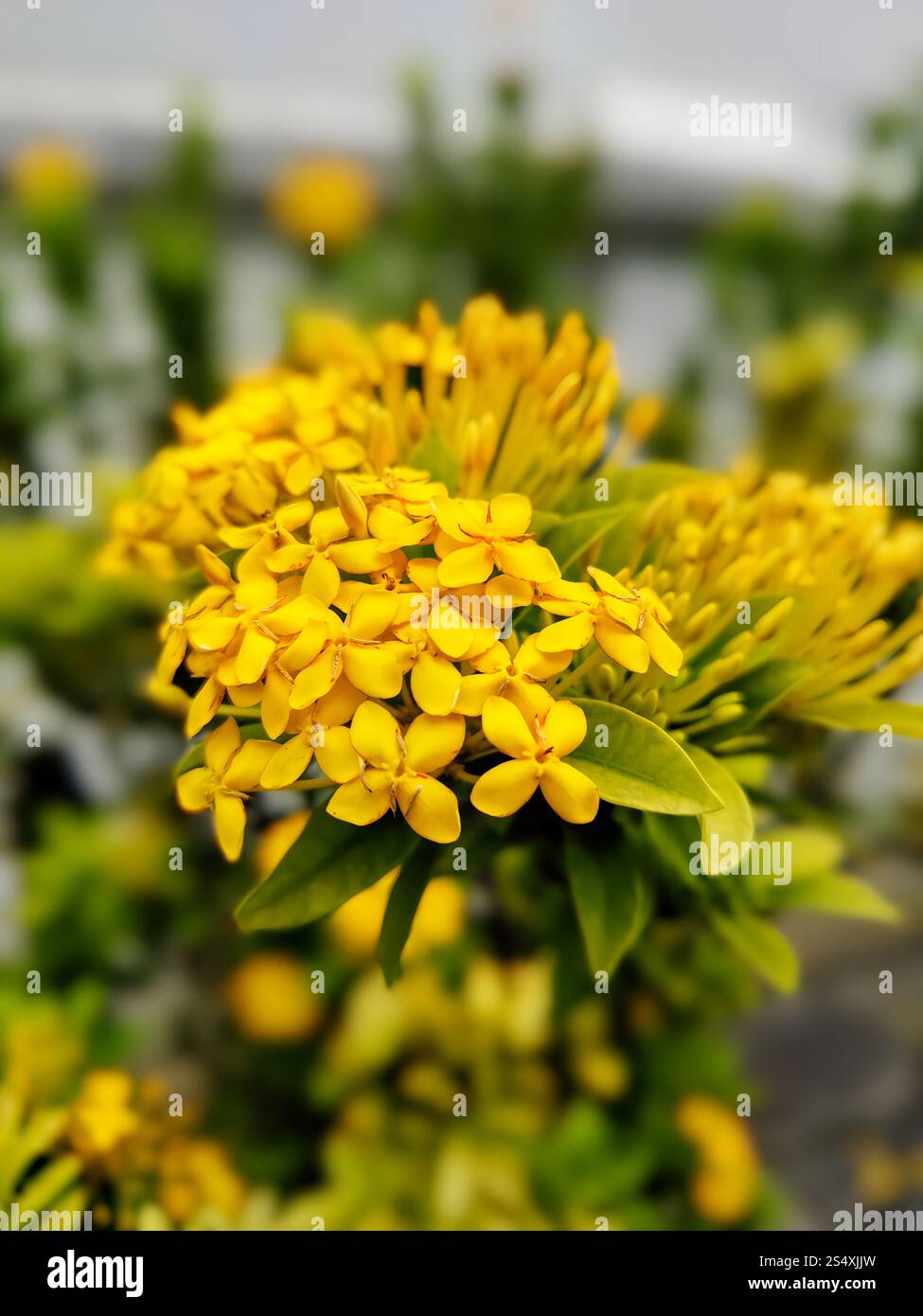 Yellow ashoka flower chinese ixora Stock Photo - Alamy