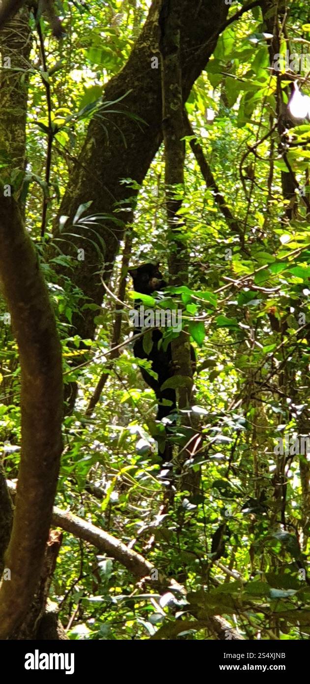 Short-eared Brush-tailed Possum (Trichosurus caninus Stock Photo - Alamy