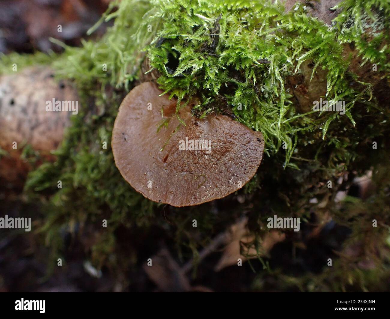 Basidiomycete Fungi (Basidiomycota Stock Photo - Alamy