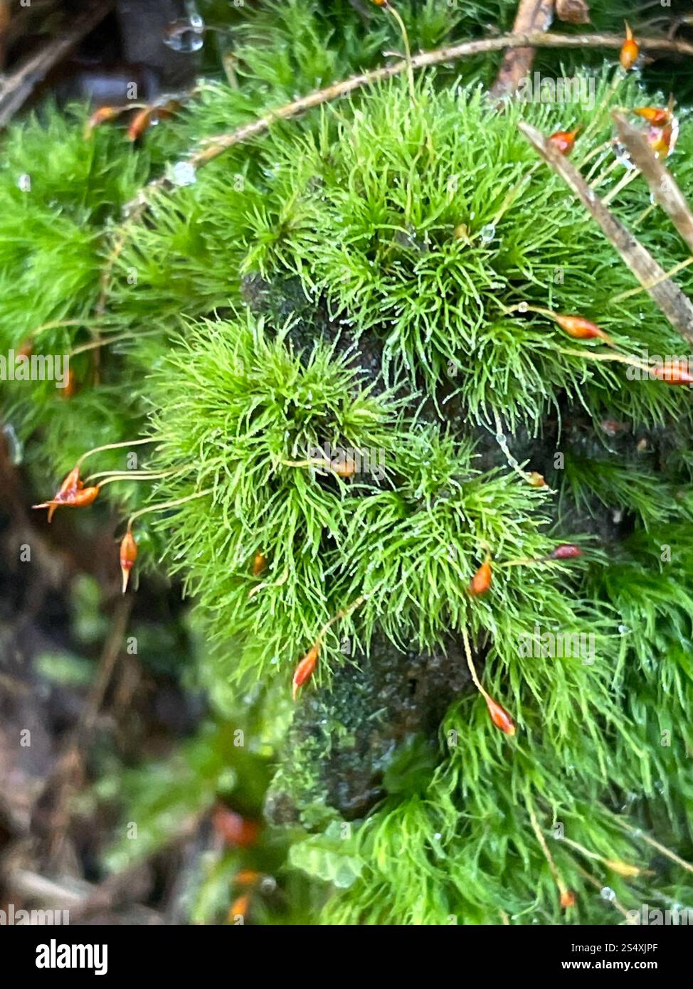 Silky Forklet-moss (Dicranella heteromalla Stock Photo - Alamy