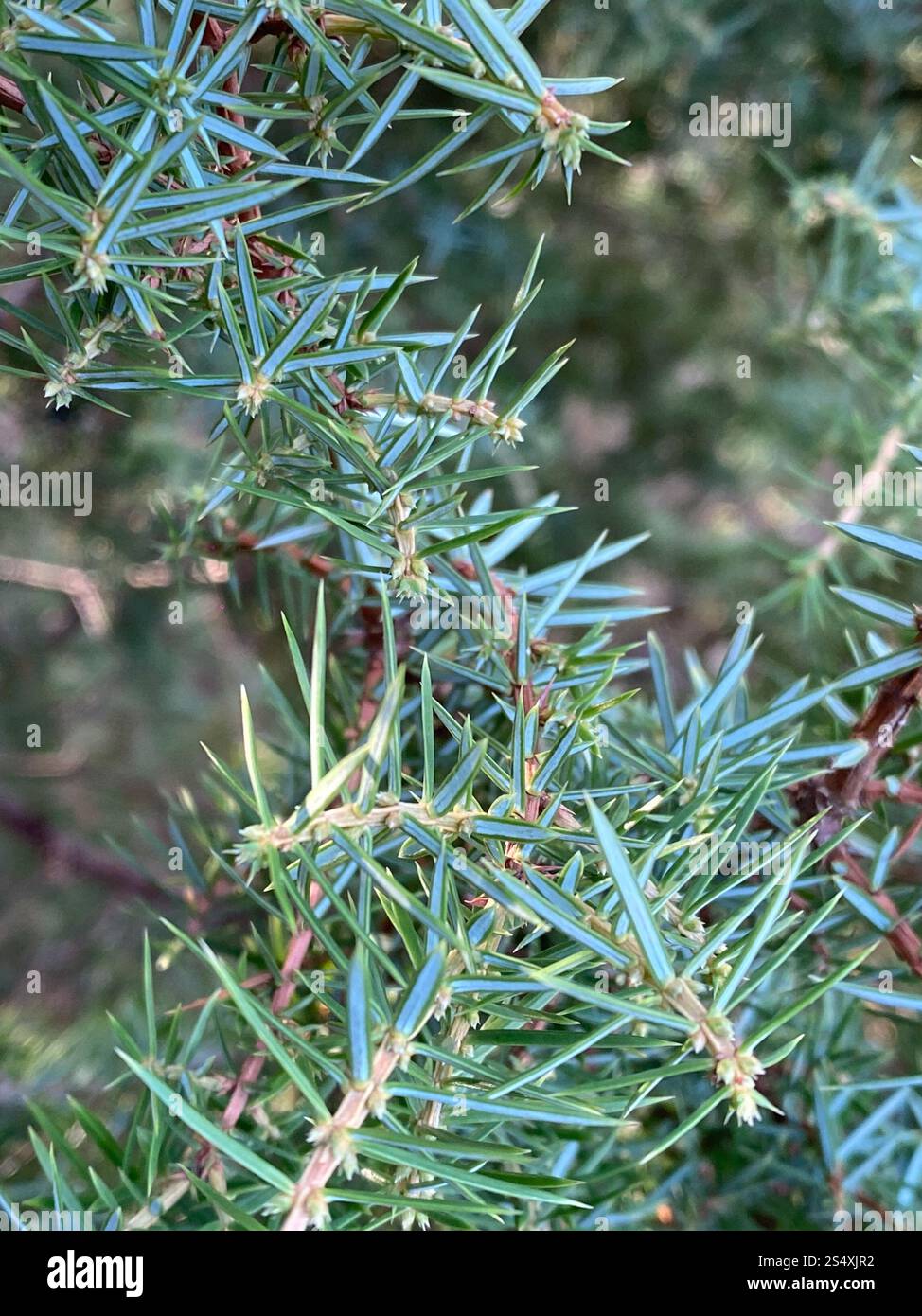 common juniper (Juniperus communis Stock Photo - Alamy