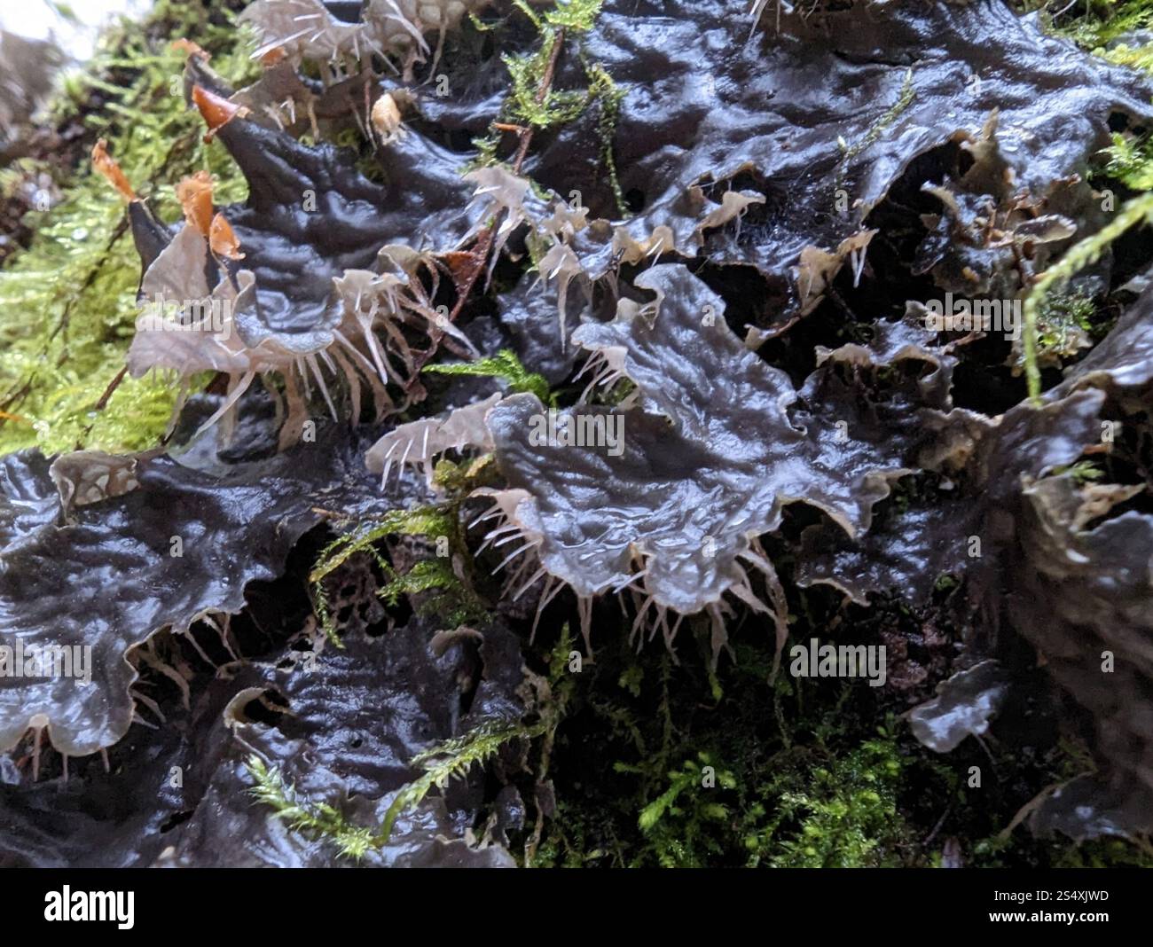 membranous pelt lichen (Peltigera membranacea Stock Photo - Alamy