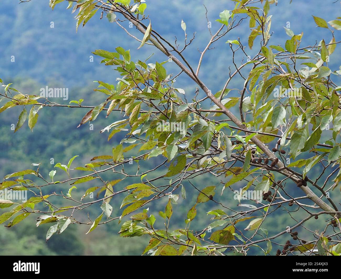 Formosan Alder (Alnus formosana Stock Photo - Alamy