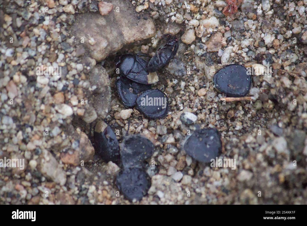 Two-lined Burrowing Bug (Pangaeus bilineatus Stock Photo - Alamy