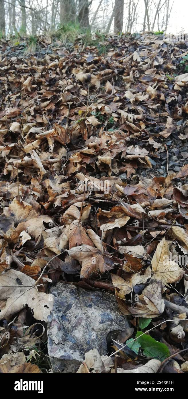 Spotted Keeled Slug (Tandonia rustica Stock Photo - Alamy
