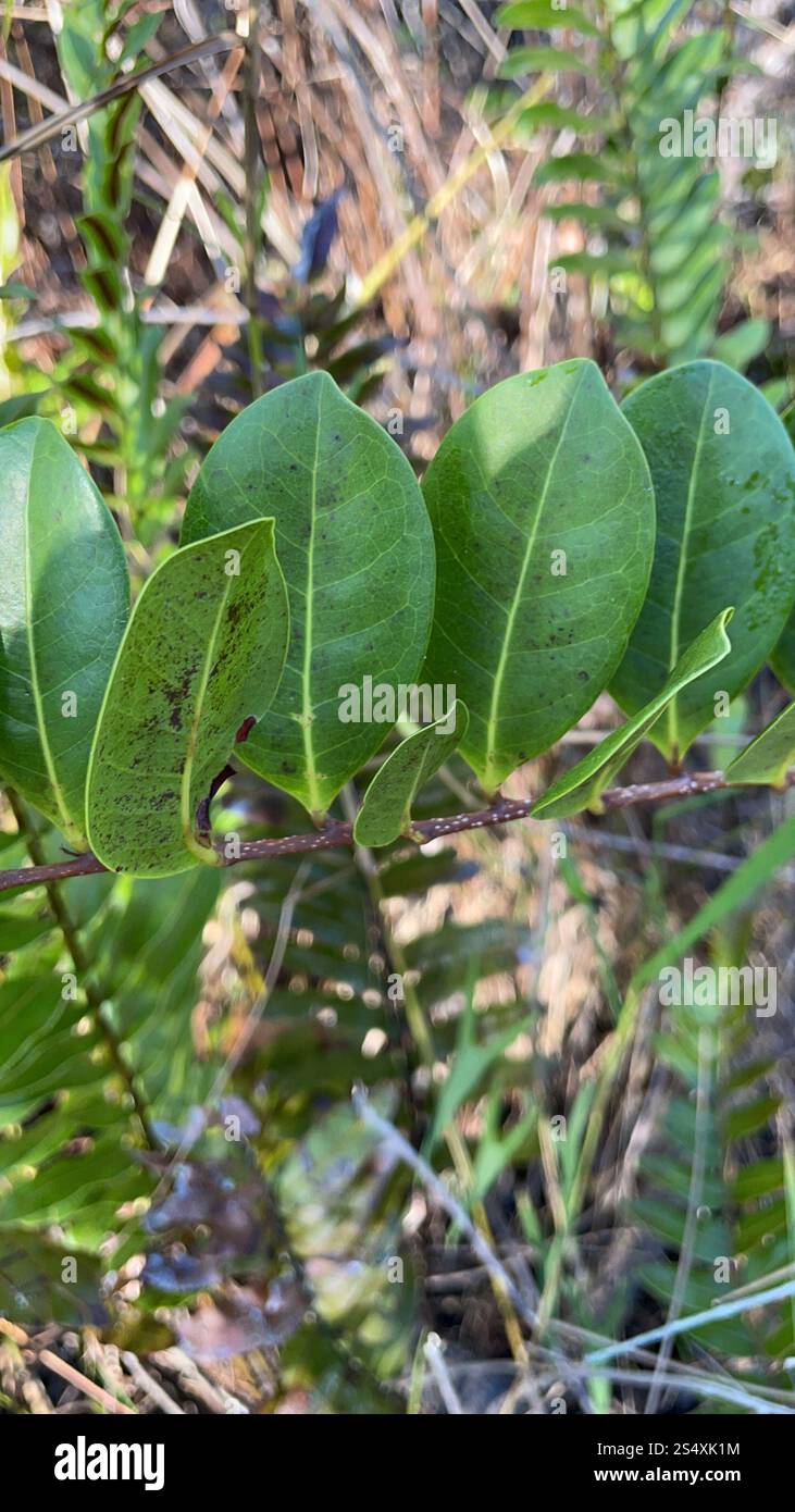 Cocoplum (Chrysobalanus icaco Stock Photo - Alamy