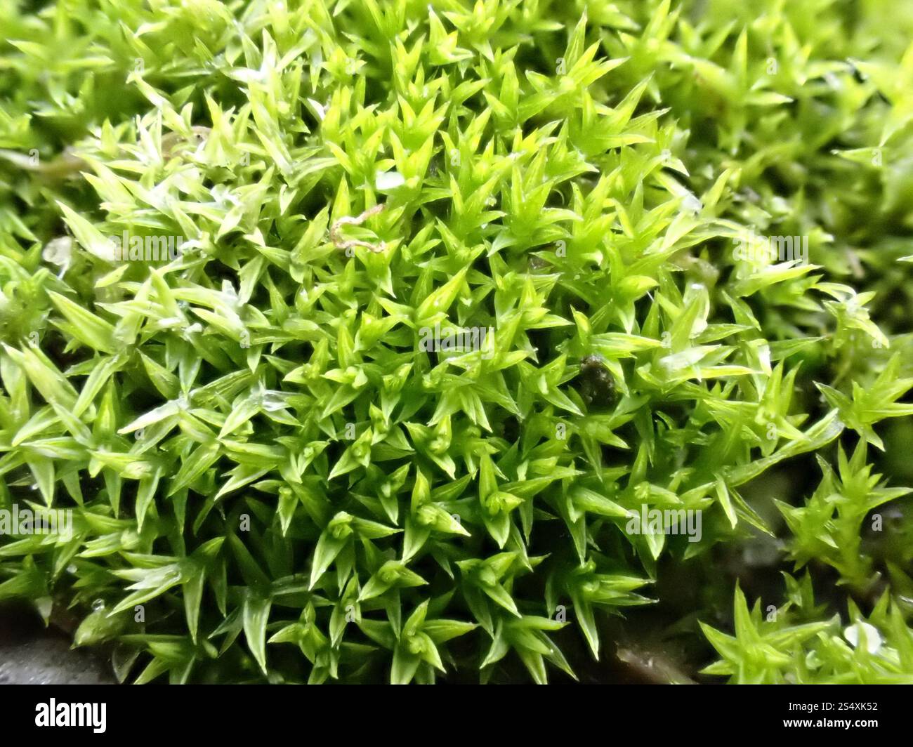 Hornschuch's Beard-moss (Pseudocrossidium hornschuchianum Stock Photo ...