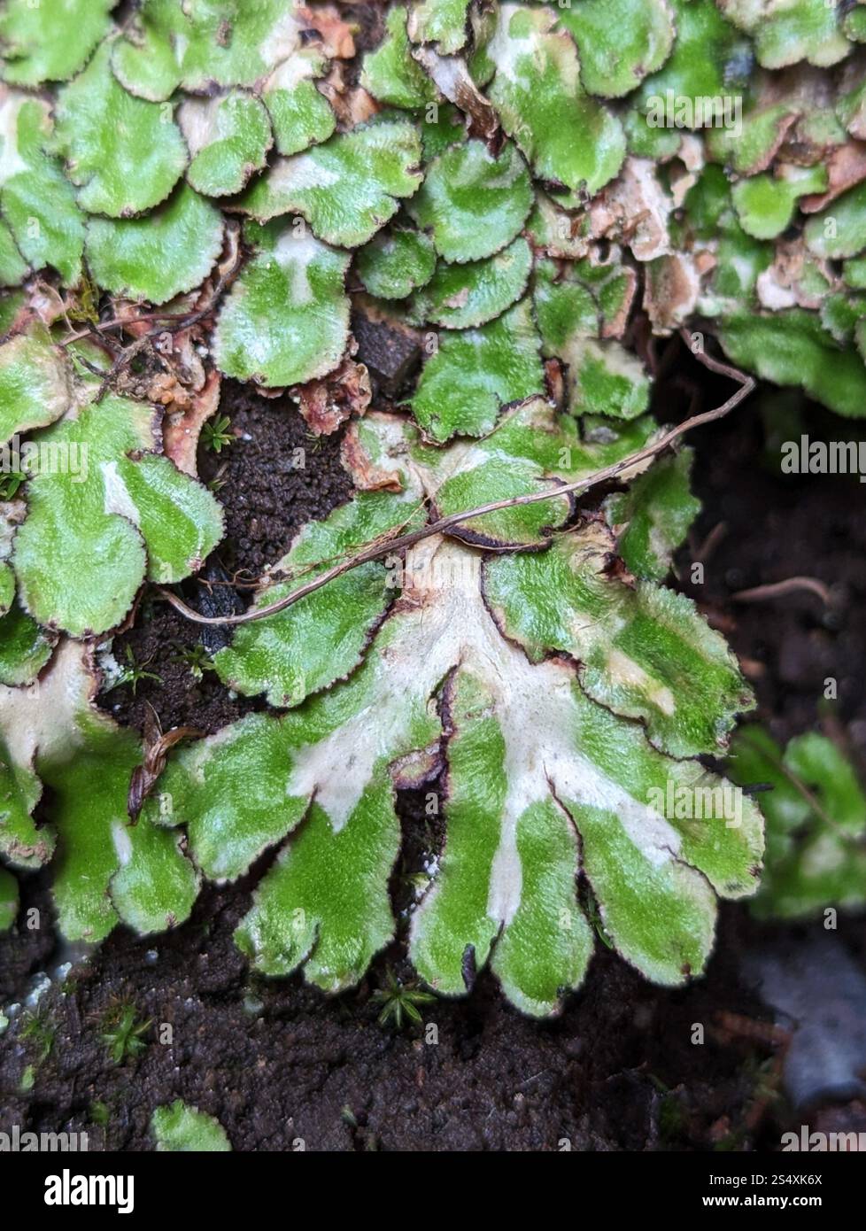 Hemisphaeric Liverwort (Reboulia hemisphaerica Stock Photo - Alamy