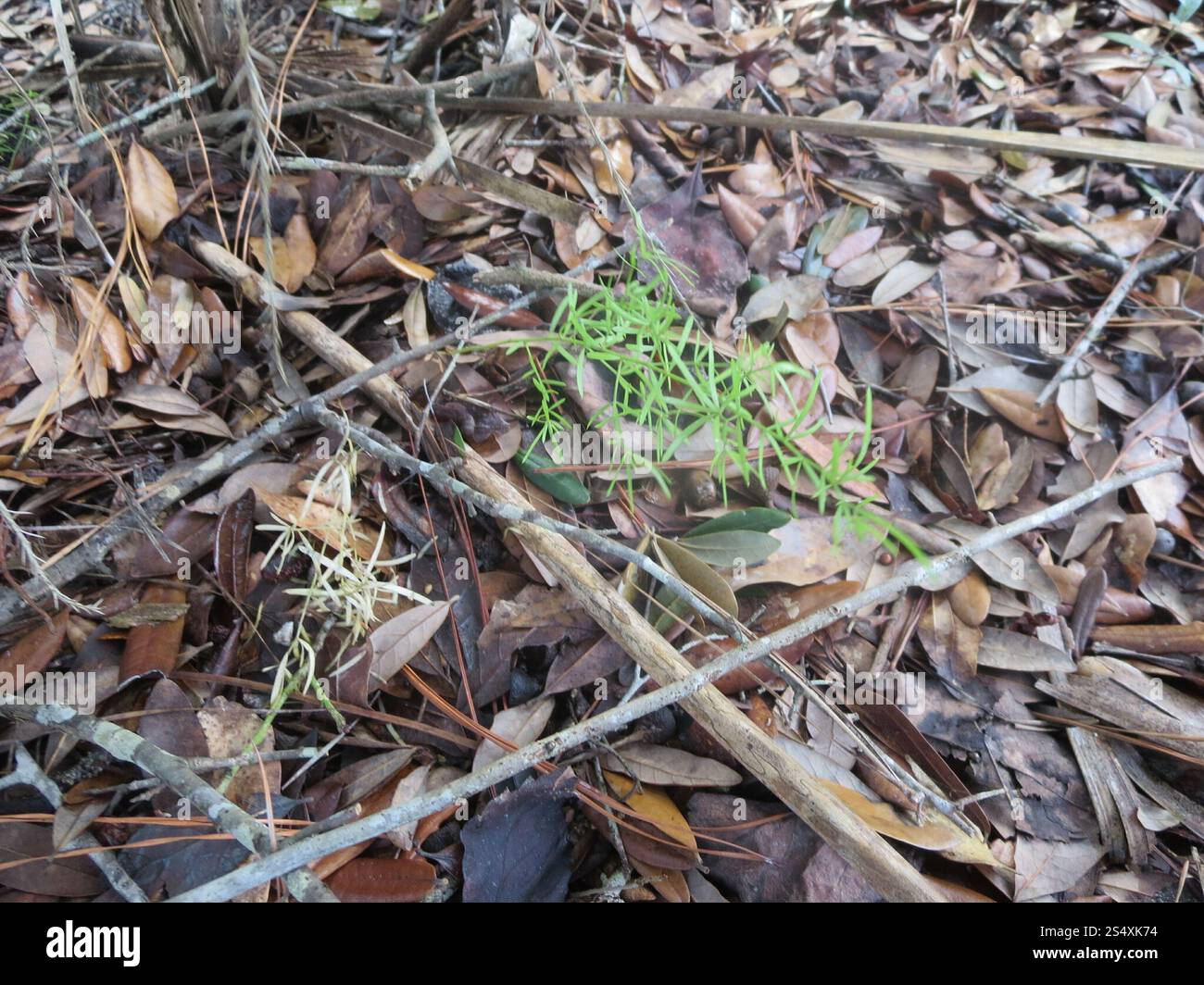 African Asparagus (Asparagus aethiopicus Stock Photo - Alamy