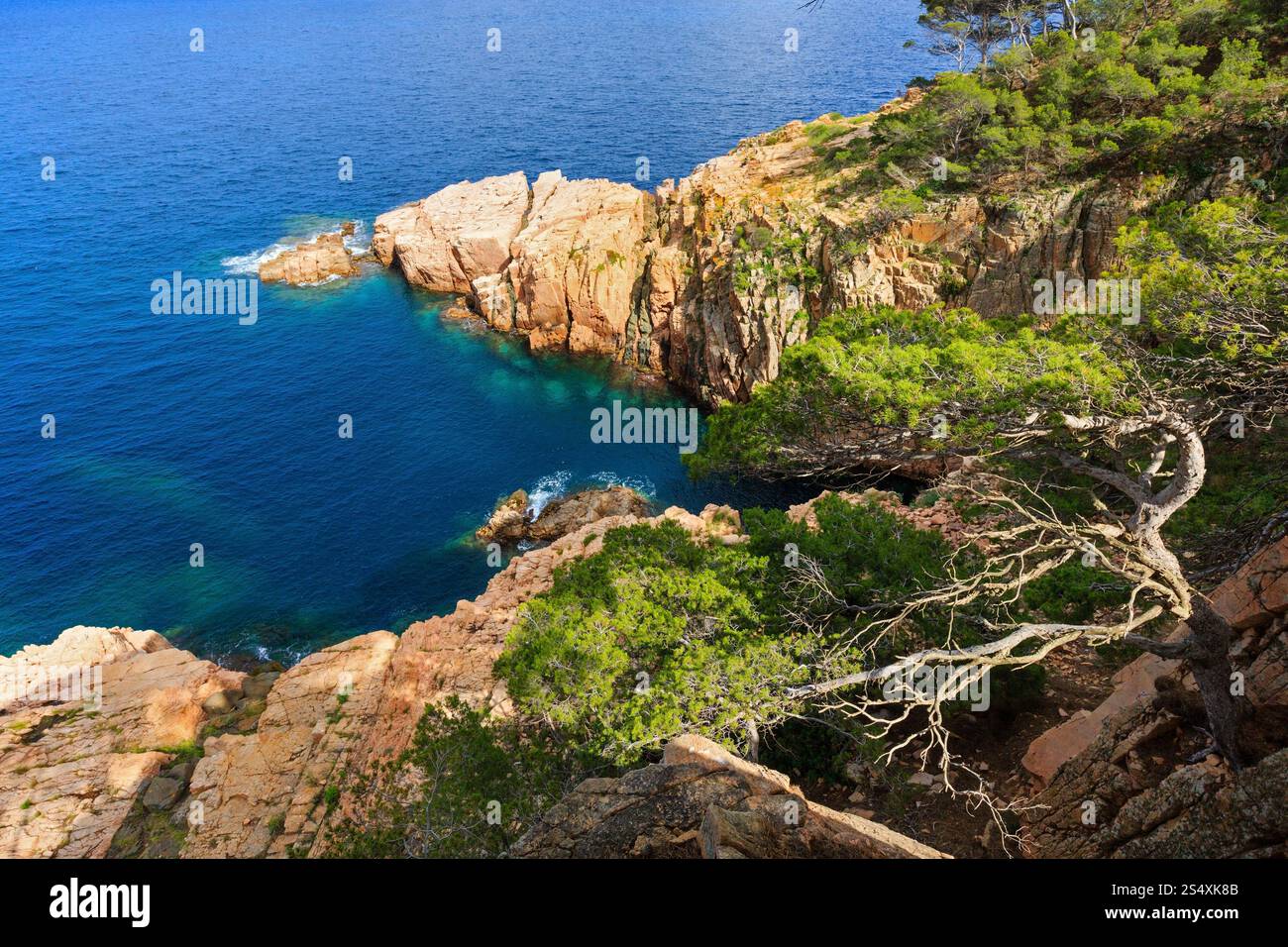 Coast evergreen trees hi-res stock photography and images - Alamy