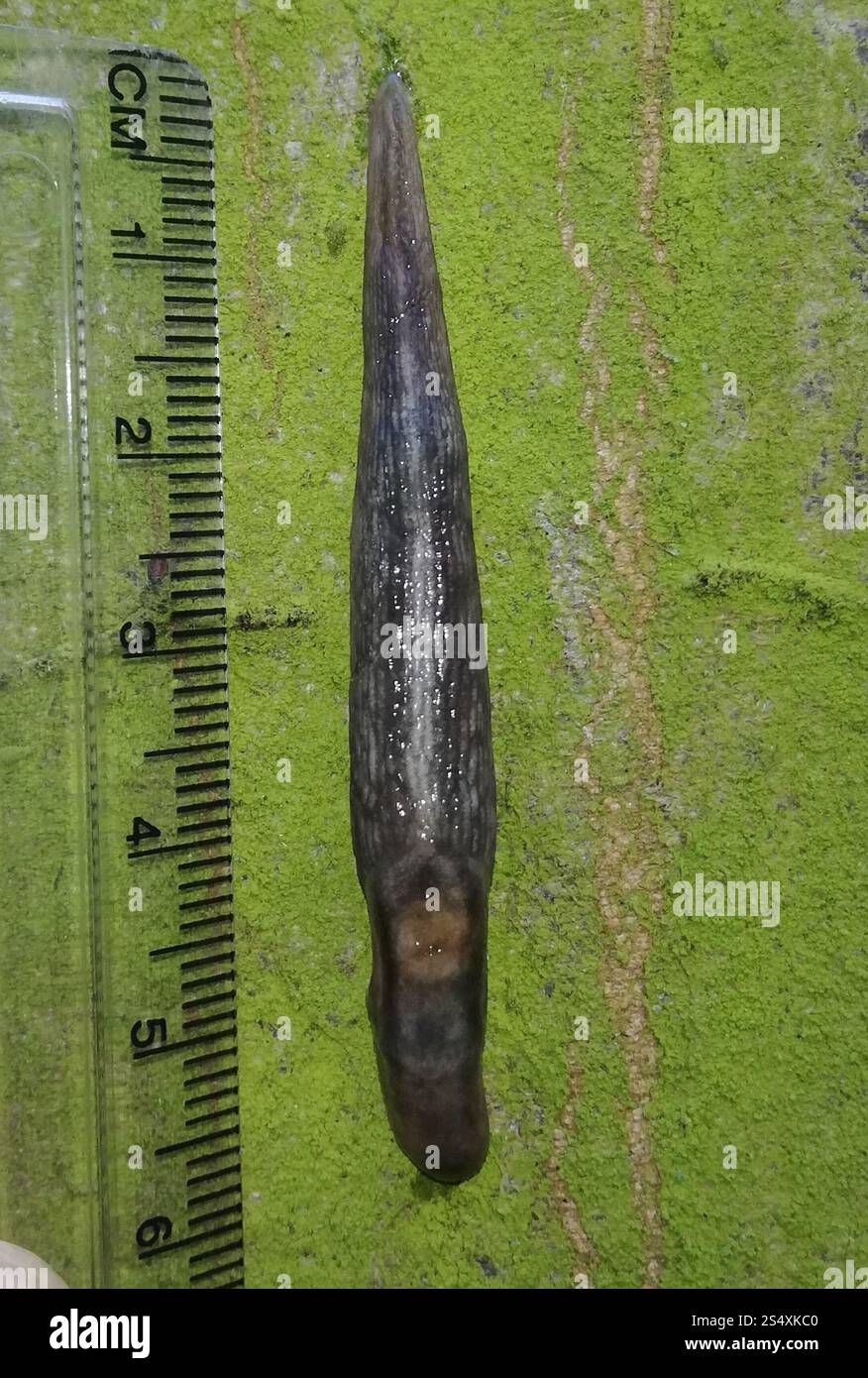 Tree slug (Lehmannia marginata Stock Photo - Alamy