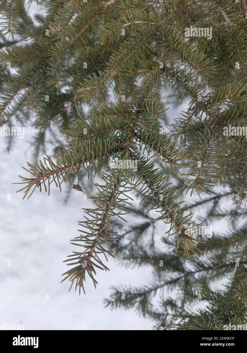 white spruce (Picea glauca Stock Photo - Alamy