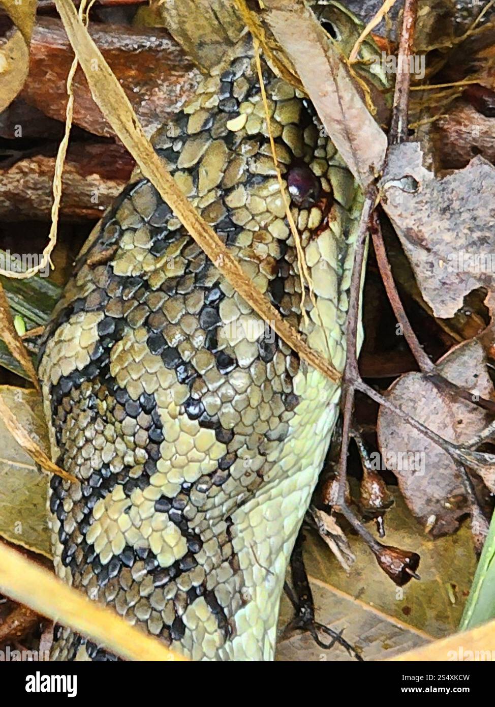 Coastal Carpet Python (Morelia spilota mcdowelli Stock Photo - Alamy