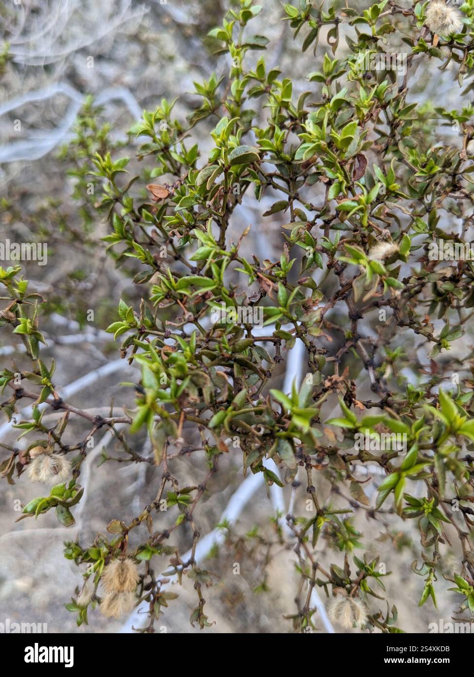 Creosote Bush (Larrea tridentata Stock Photo - Alamy