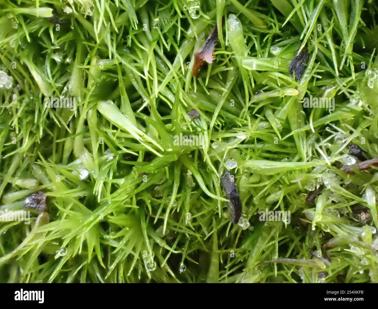 Dwarf Swan-neck Moss (Campylopus pyriformis Stock Photo - Alamy