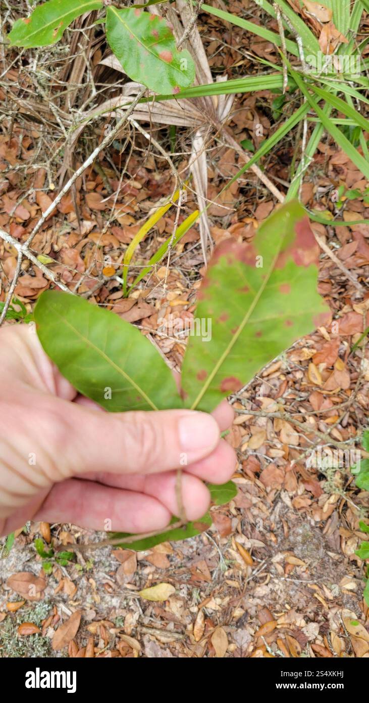 Chapman's Oak (Quercus chapmanii Stock Photo - Alamy