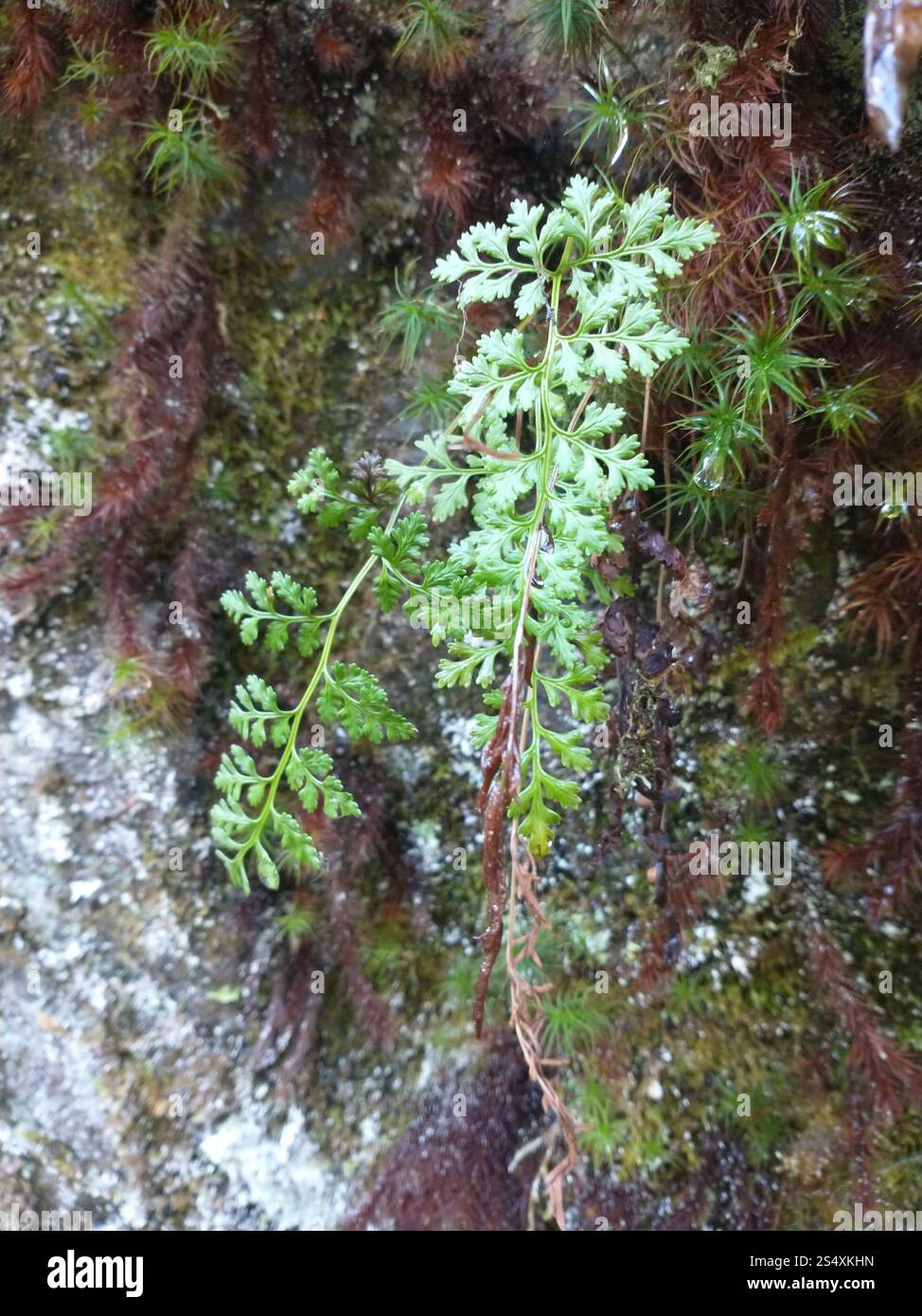 American parsley fern (Cryptogramma acrostichoides Stock Photo - Alamy