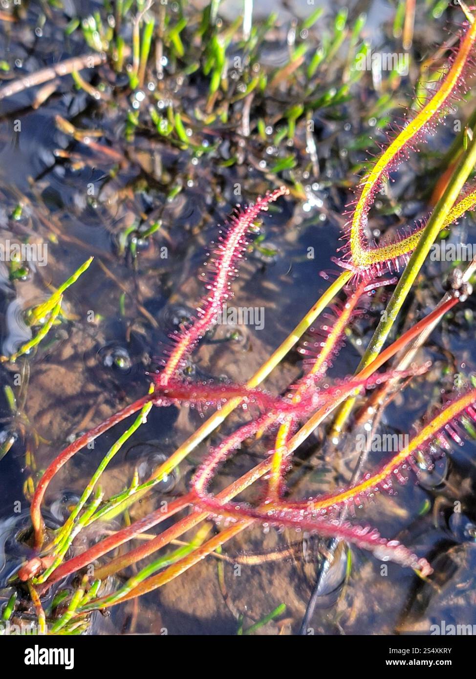 Fork-leaved Sundew (Drosera binata Stock Photo - Alamy
