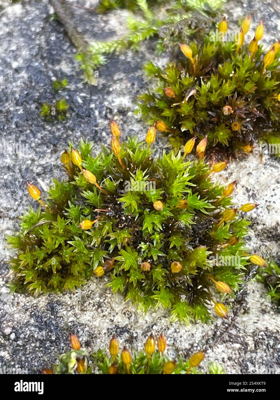 Anomalous Bristle-moss (Orthotrichum anomalum Stock Photo - Alamy