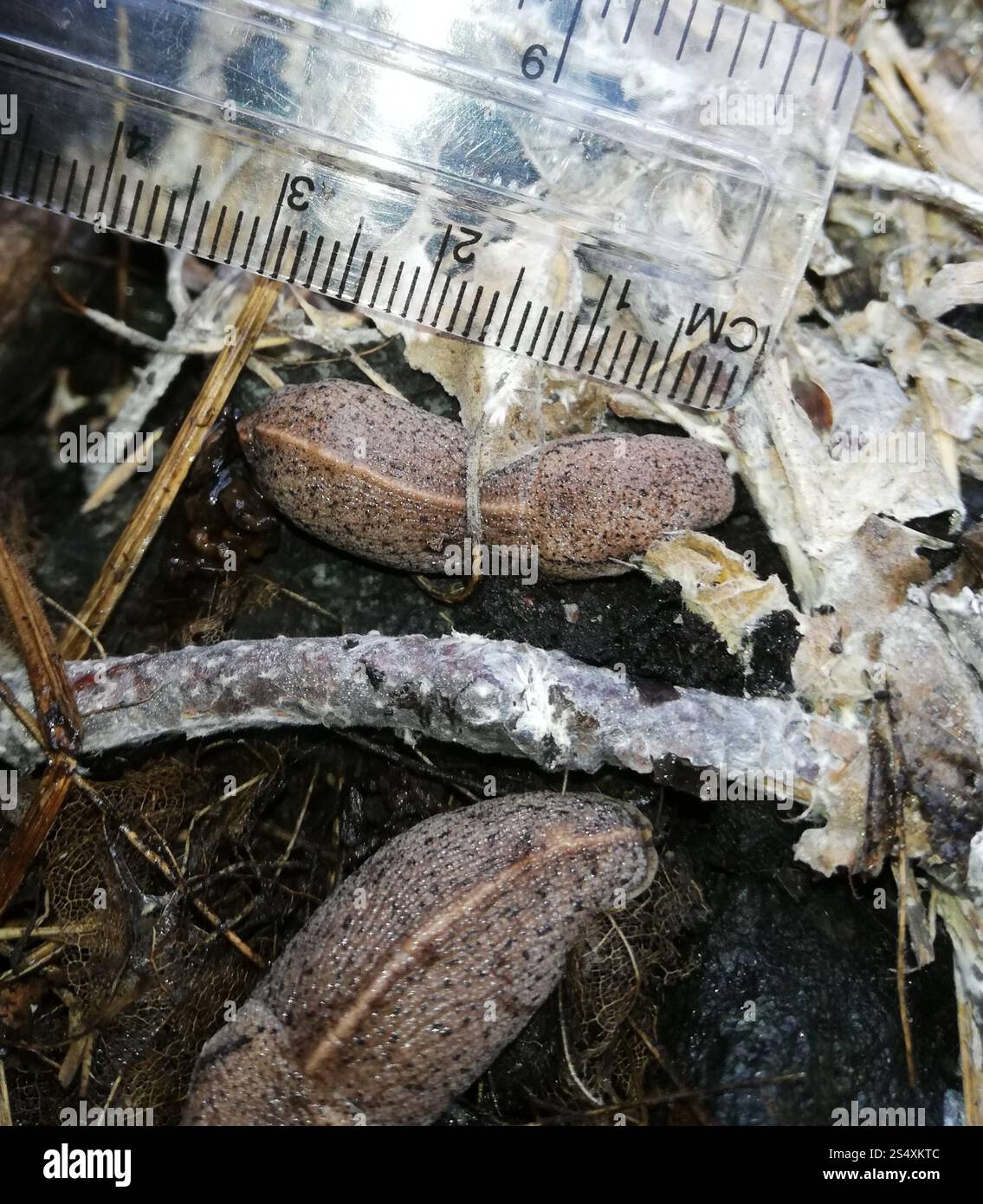 Spotted Keeled Slug (Tandonia rustica Stock Photo - Alamy