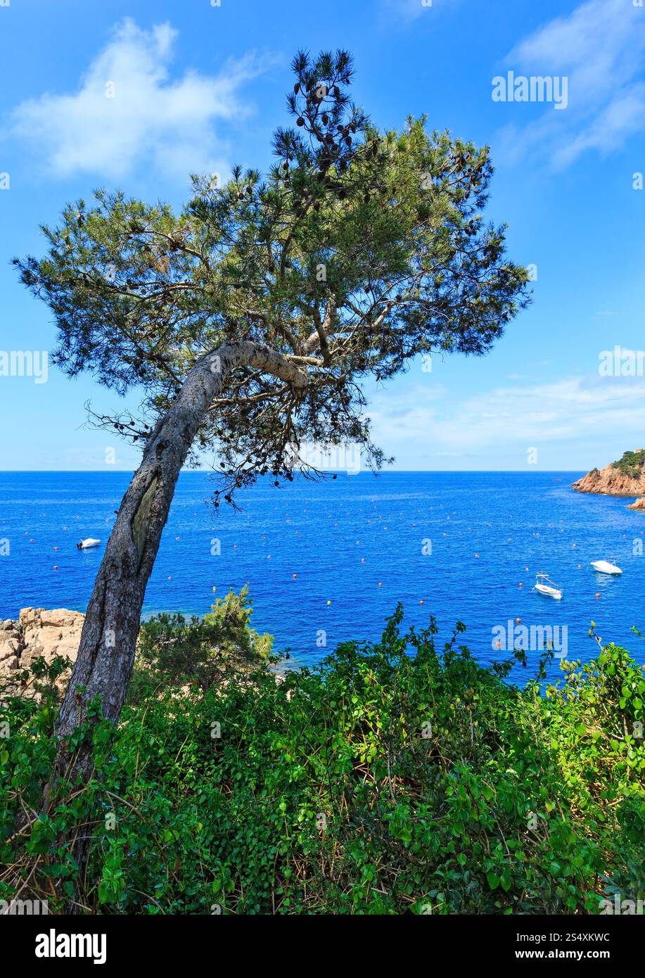 Pine tree with cones on rocky coast above sea Stock Photo - Alamy