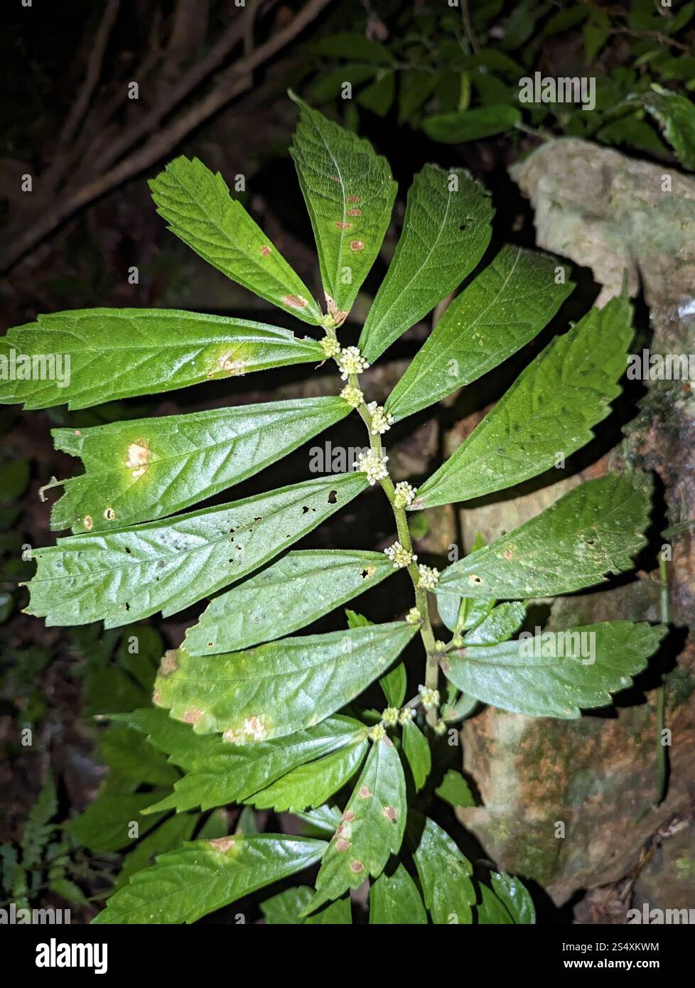 Large lineolate Elatostema (Elatostema lineolatum Stock Photo - Alamy