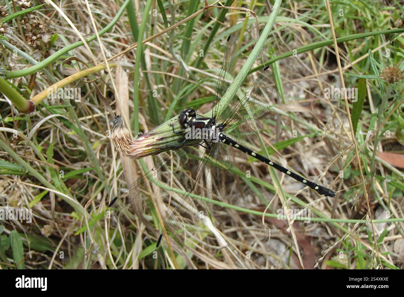 Mountain Tigertail (Eusynthemis tillyardi Stock Photo - Alamy