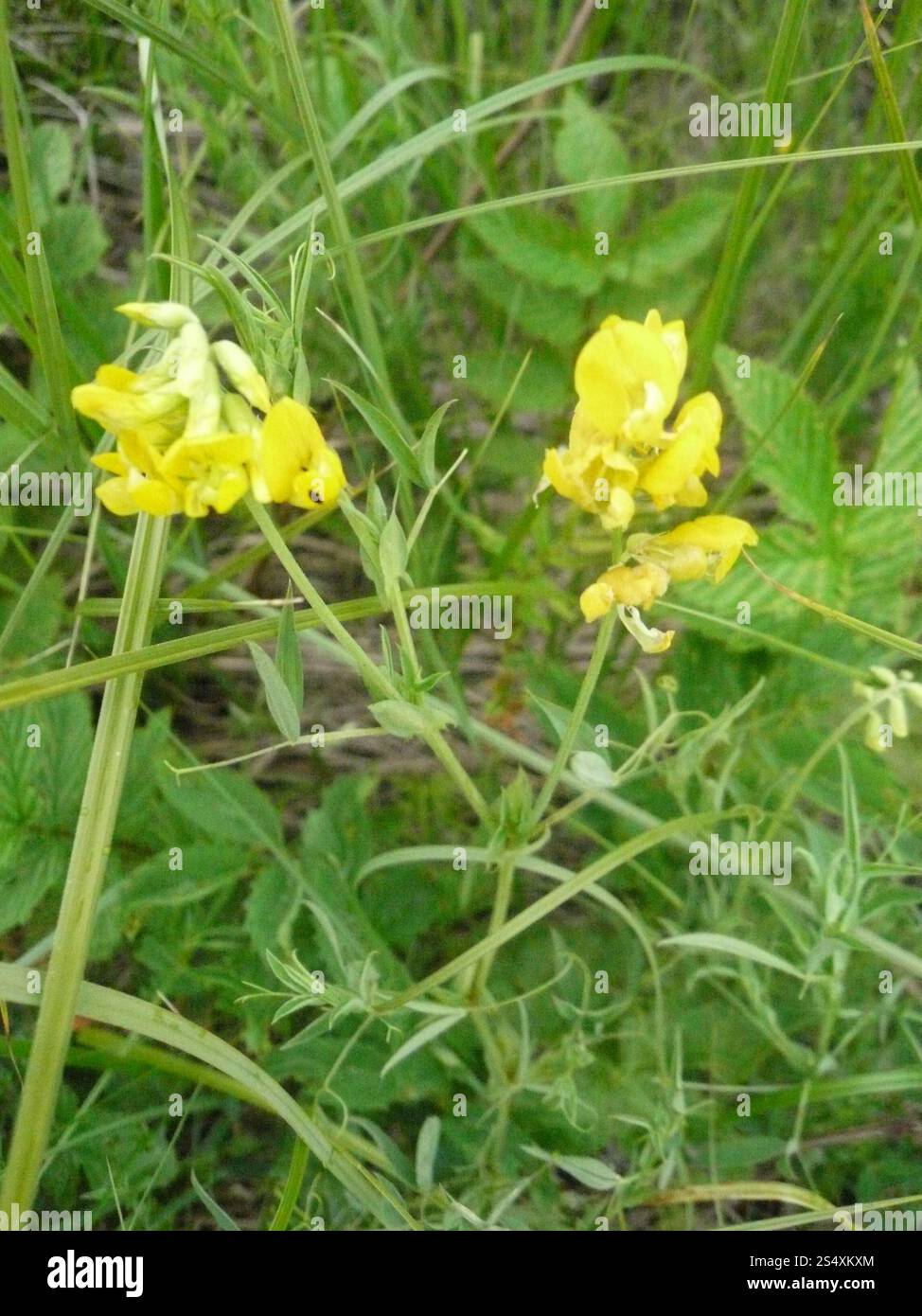 meadow pea (Lathyrus pratensis Stock Photo - Alamy