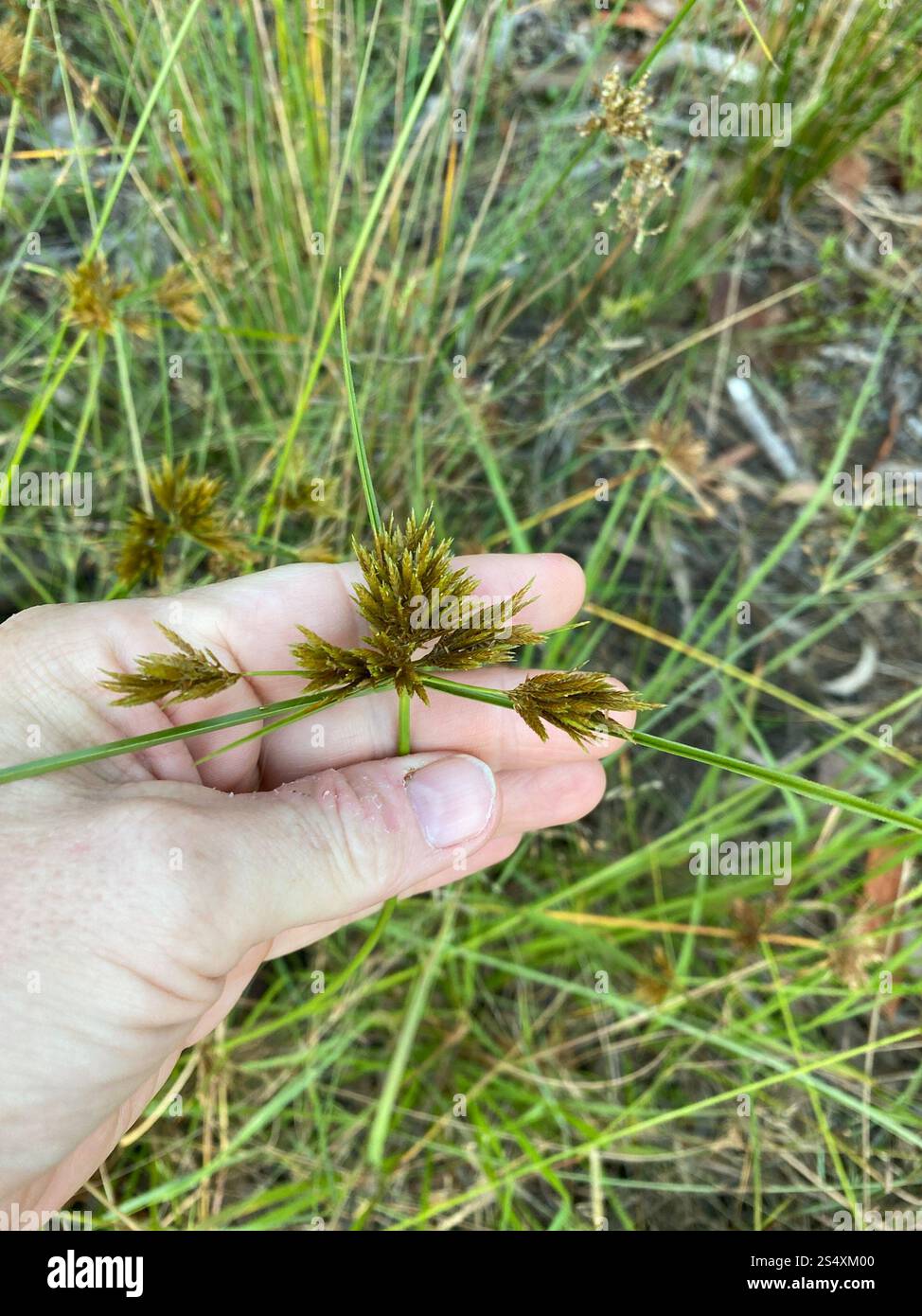 Bunchy flat-sedge (Cyperus polystachyos Stock Photo - Alamy