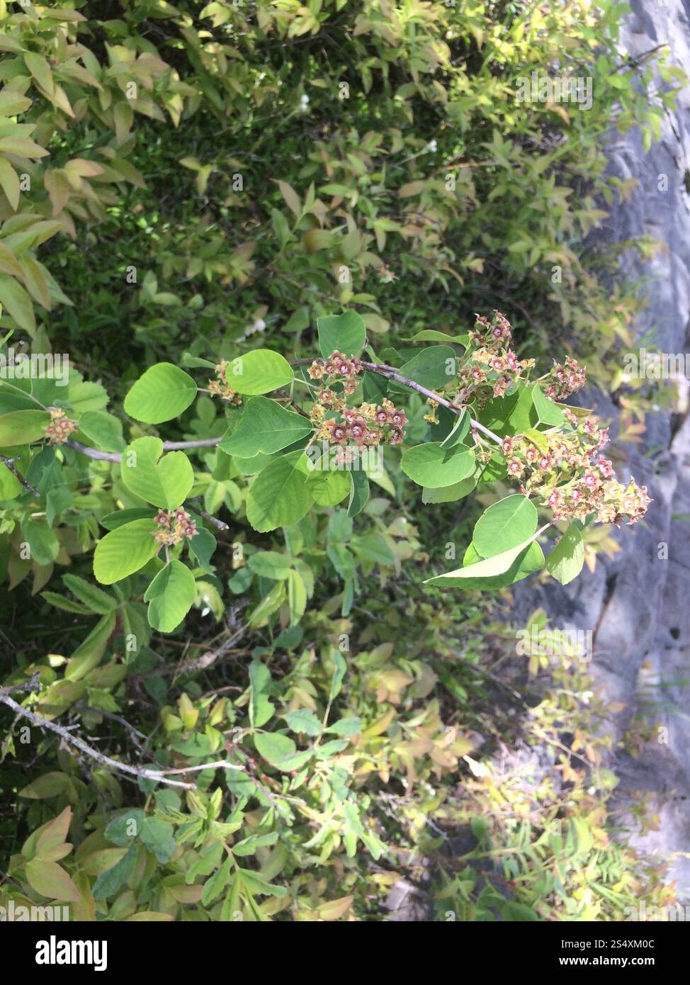 Low Serviceberry (Amelanchier humilis Stock Photo - Alamy