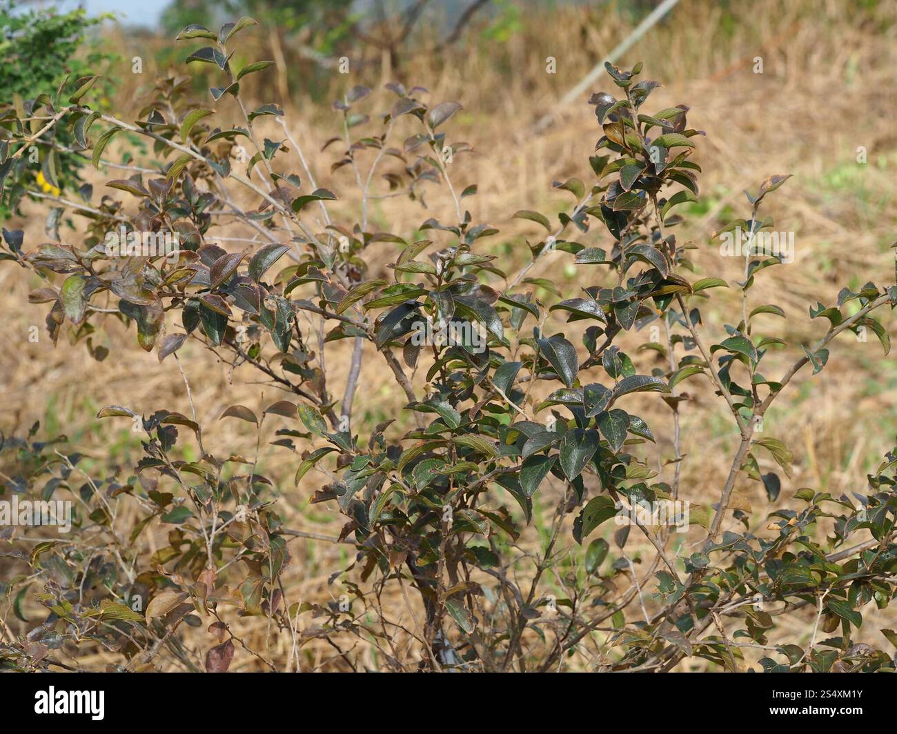 sapphire-berry (Symplocos paniculata Stock Photo - Alamy