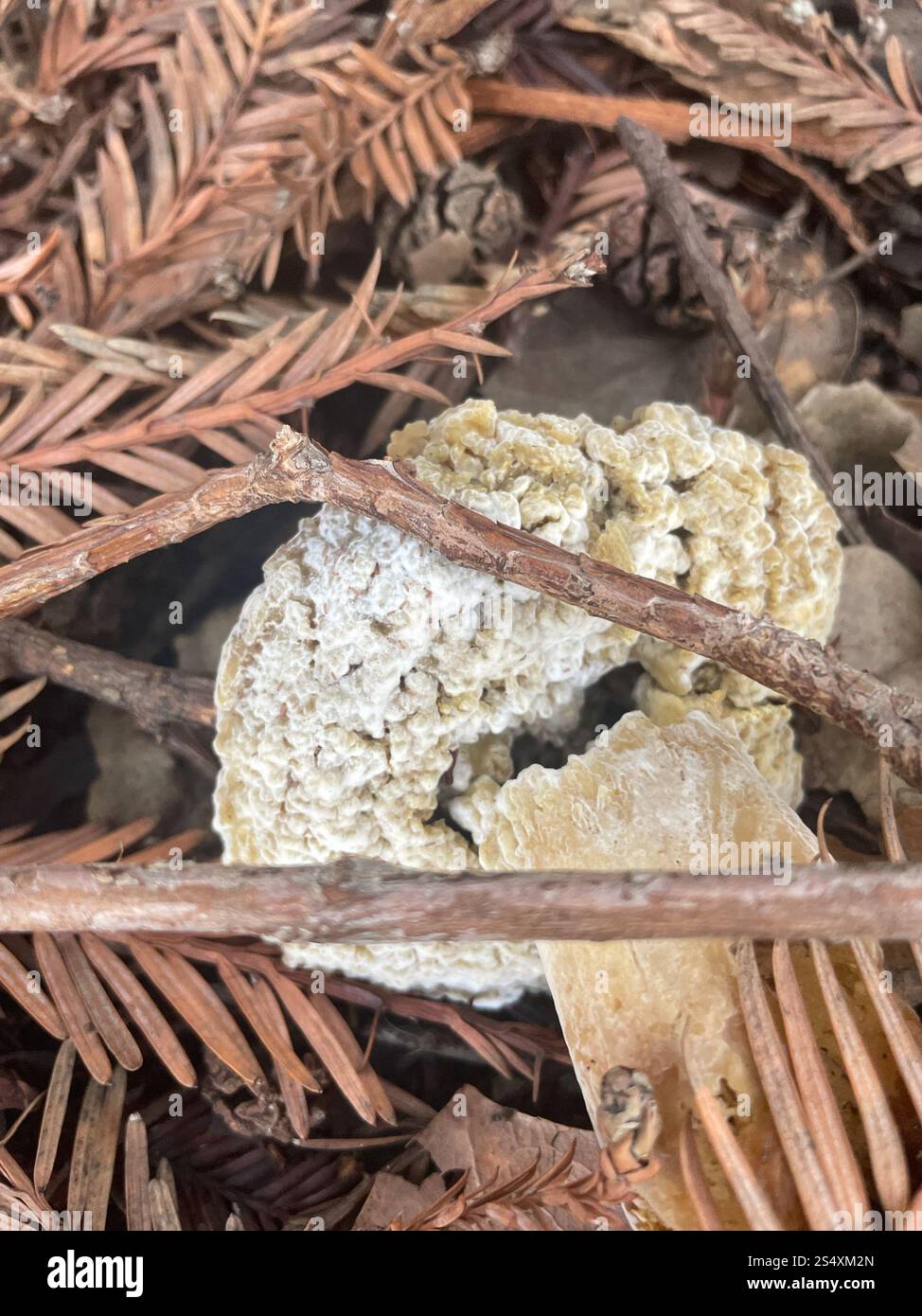 bolete mould (Hypomyces chrysospermus Stock Photo - Alamy