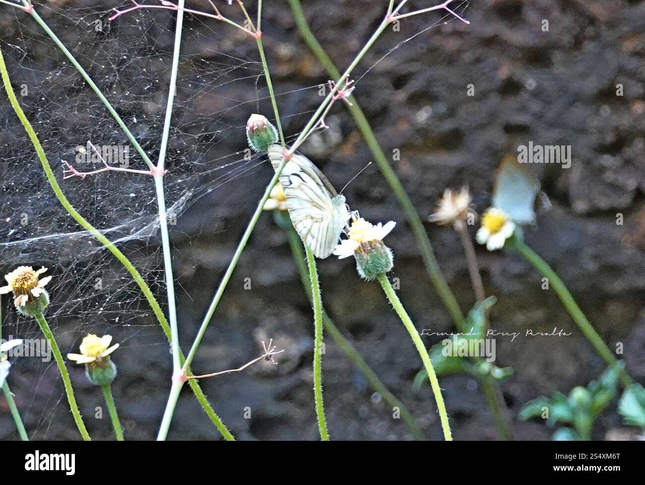 Common Gull (Cepora nerissa Stock Photo - Alamy